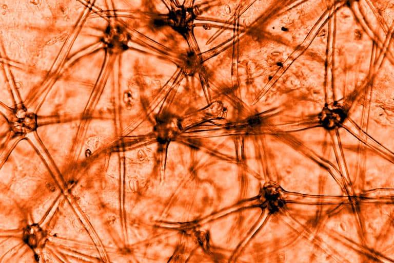 Department of Integrative Health | American College of Healthcare Sciences