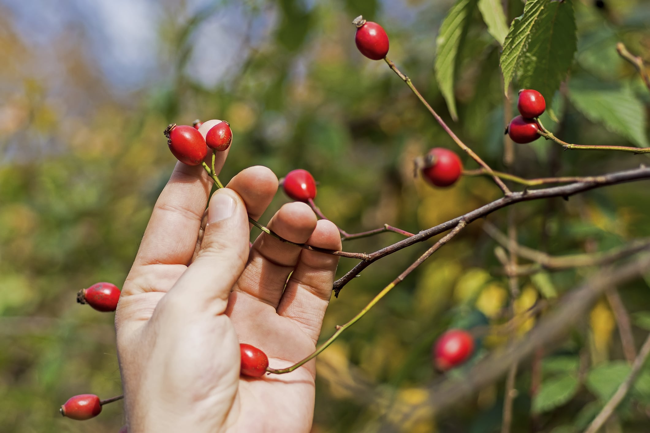 Botany & Plant Identification Online - HERB 331 - ACHS.edu