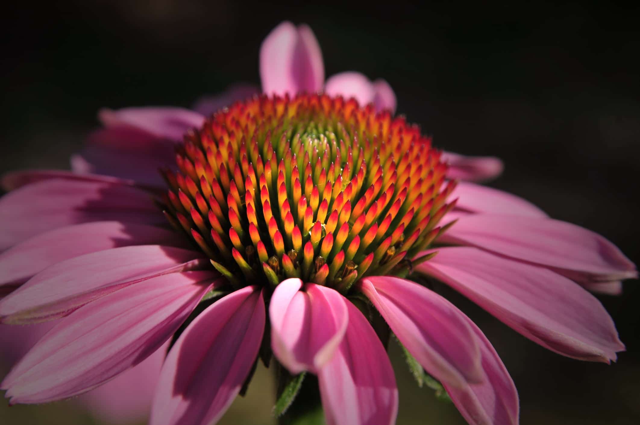 Best Practices for Using Botanical Names in Academic Writing | American ...