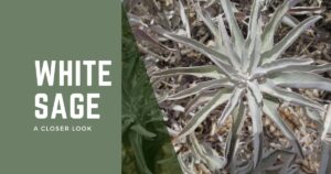 White Sage: A Closer Look | American College of Healthcare Sciences